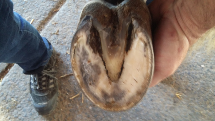 Nos services :: Maréchal ferrant Nico-marechalerie